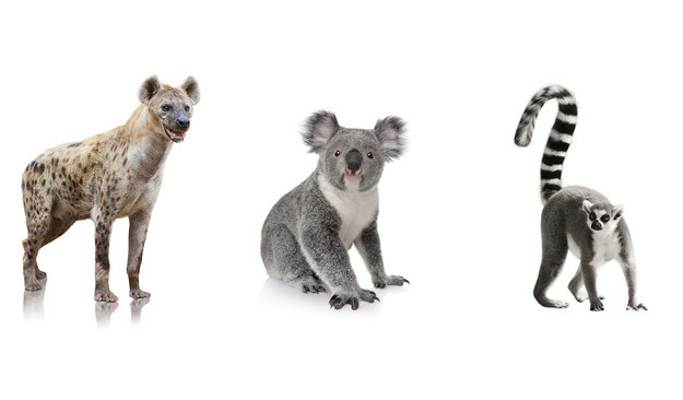 Which Animals Are In These Mashups?