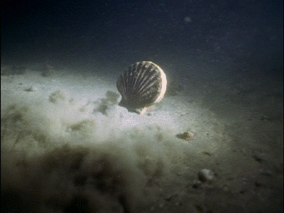 Live Clams Underwater