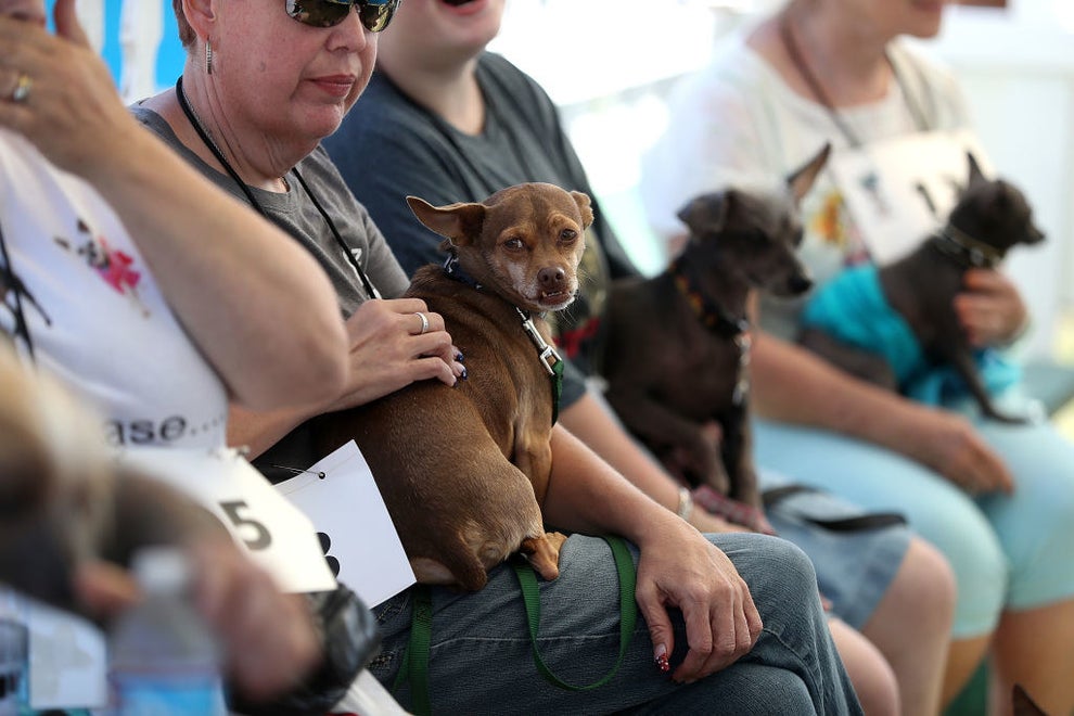 Meet Martha, The World's Ugliest Dog And Also Your New Icon