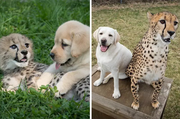 These Pictures Of Cheetahs With Their Dog BFFs Will Warm Your Heart