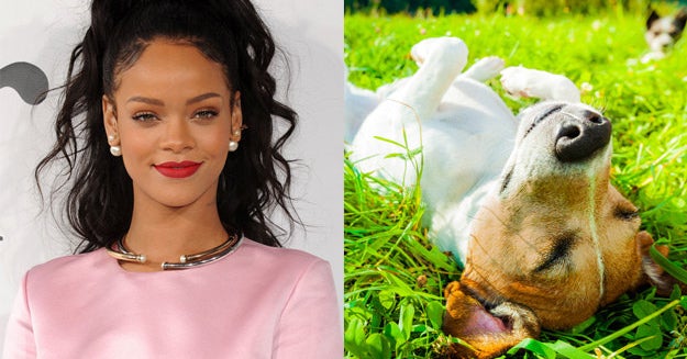 Adopt A Very Good Dog And We'll Reveal Which Female Singer You Are