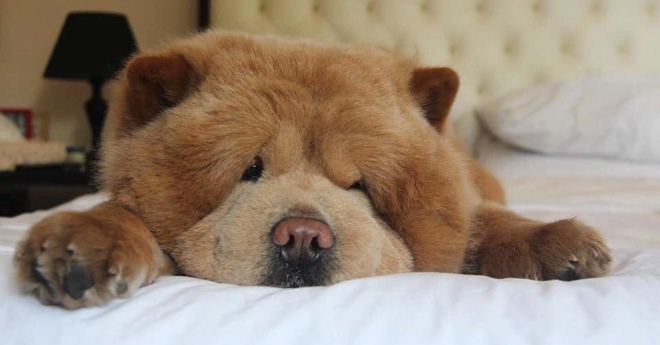 Mira este perro adorable que parece un oso