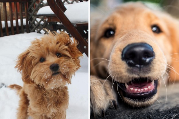 Pick Some Cute Dogs And We'll Tell You Your Monthly Horoscope