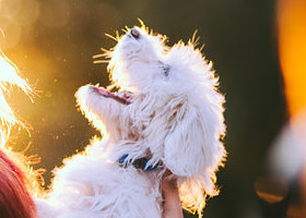 Este quiz de perritos te dirá qué cumplido grosero te define