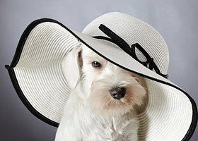 Este quiz de perritos te dirá qué cumplido grosero te define