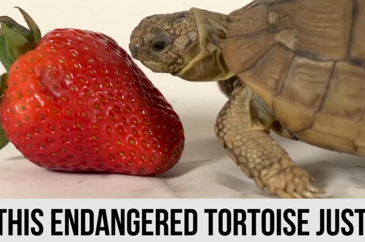 strawberries tortoise