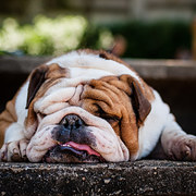 Pick Some Cute Dogs And We'll Tell You Your Horoscope For The Month