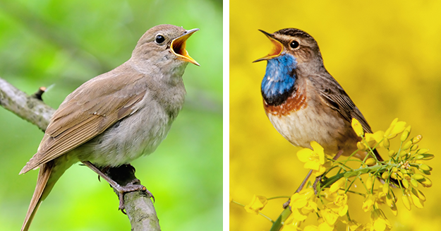 If You Can Pick The Right Birds In This Tree, They'll Give You Personal ...