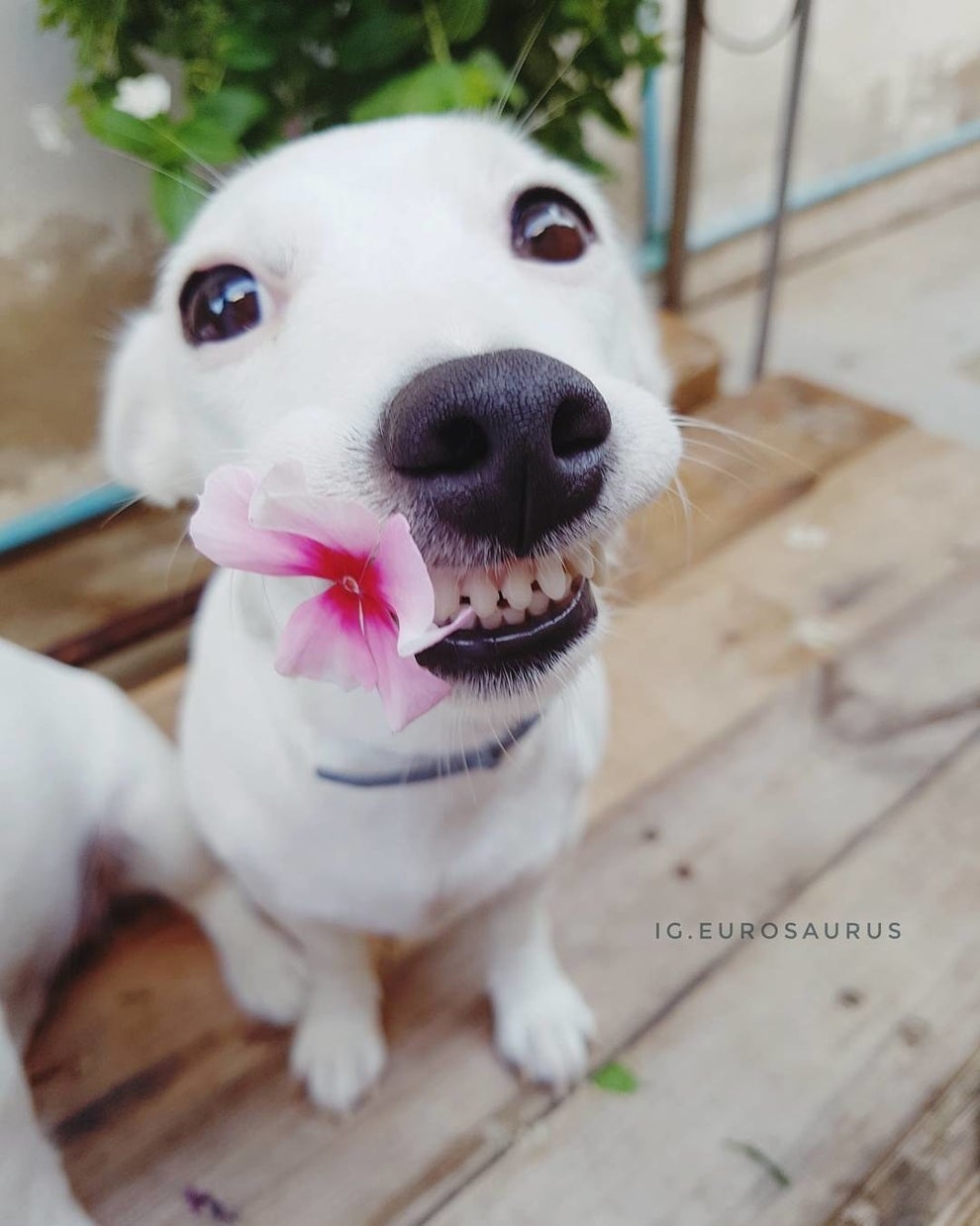 This Dog's Infectious Smile Is Breaking Everyone's Heart