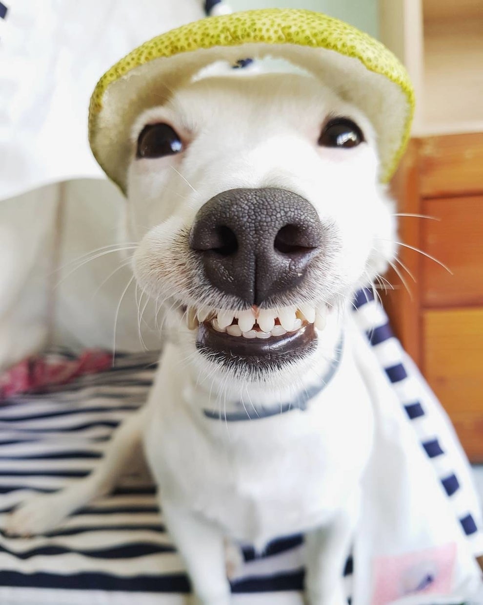 This Dog's Infectious Smile Is Breaking Everyone's Heart