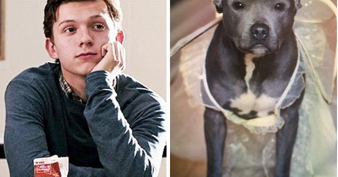 La perra de Tom Holland es tan mona que estoy chillando