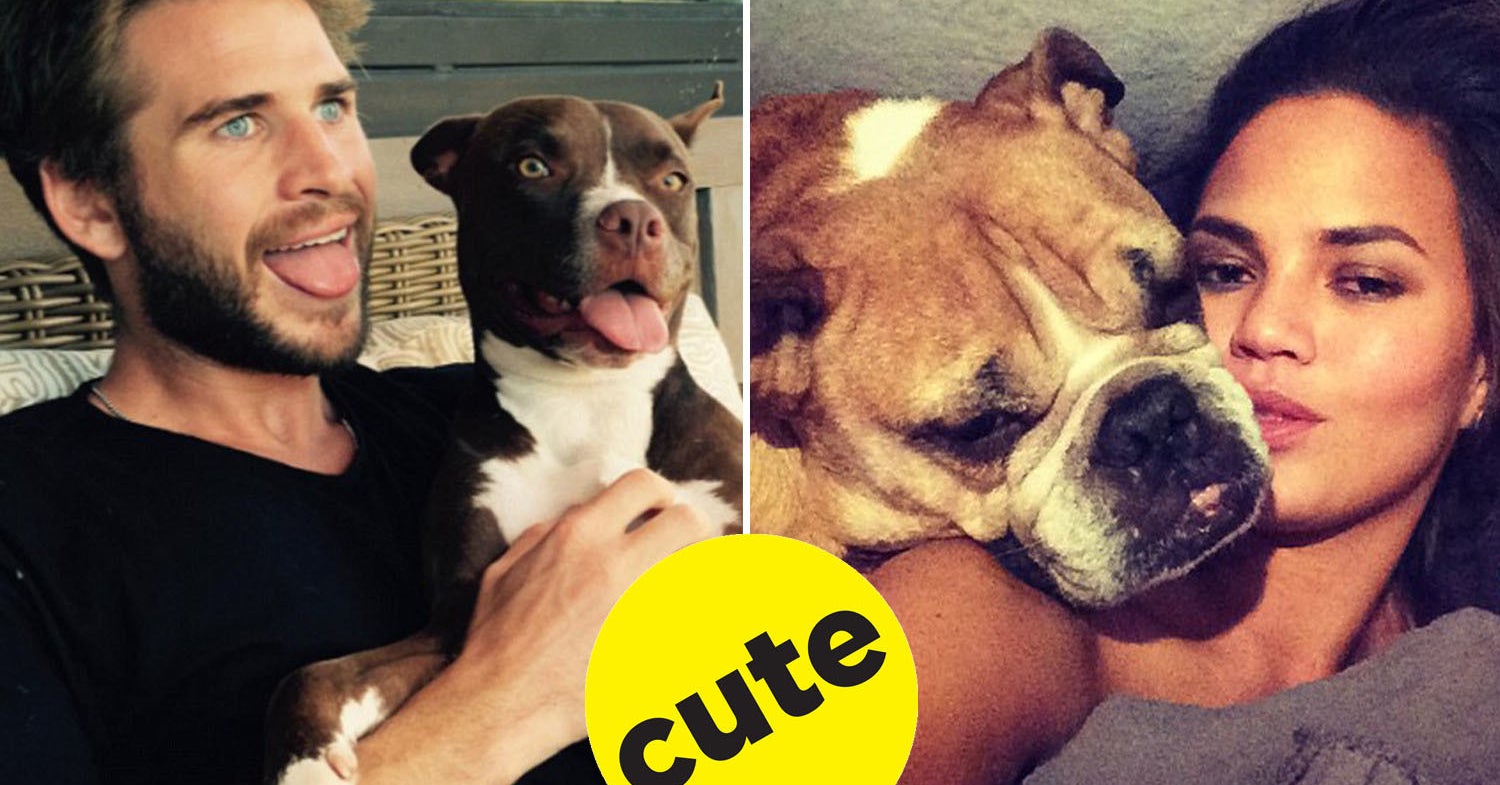 29 Of The Cutest Celebrity & Dog Duos