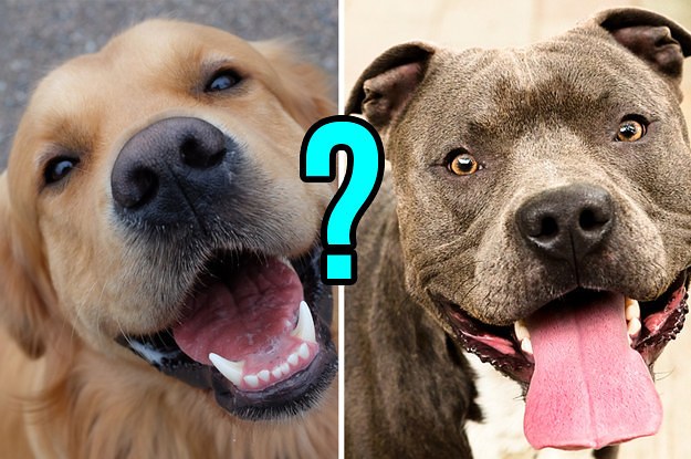 Which Big Doggo Are You?