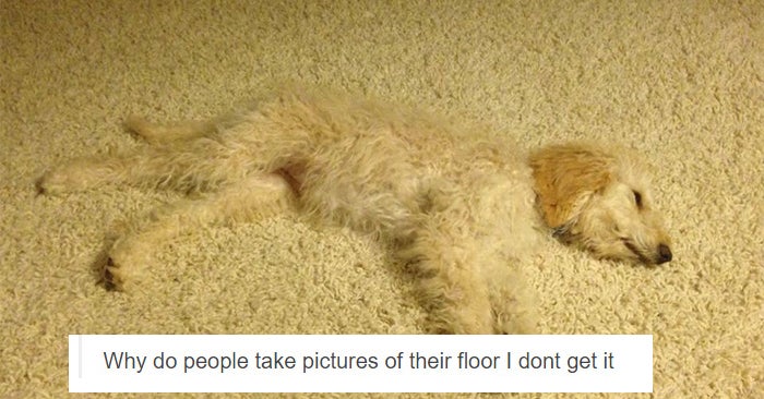 17 Posts About Dogs That Are As Funny As They Are Adorable