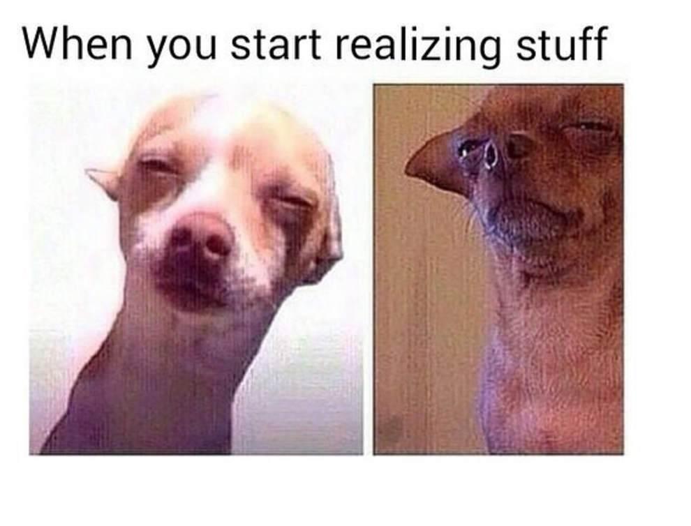 19 Chihuahua Memes That Are Weirdly Relatable