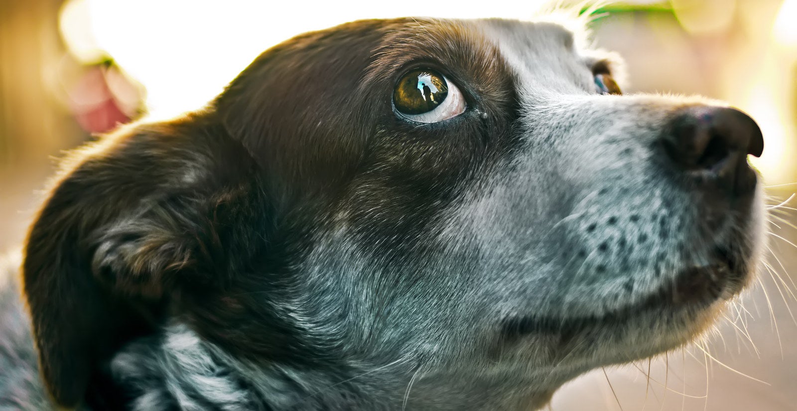 7 Animals That Freak Out During Eclipses