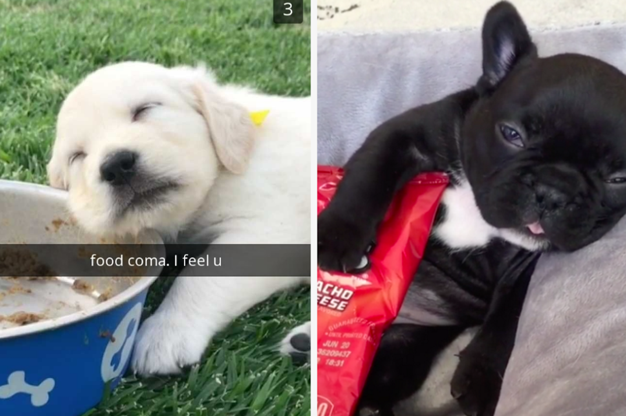 22 Hillarious Photos Of Doggos That'll Make You Say "Me"