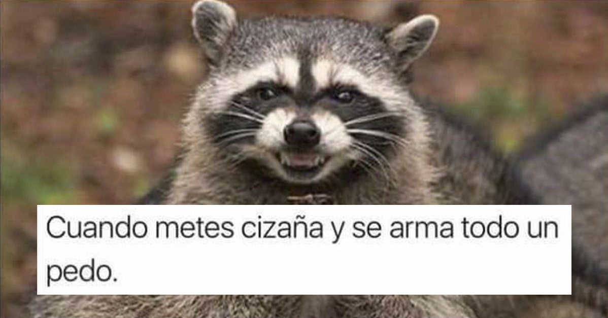 18 Memes de mapaches que harán mucho mejor tu día