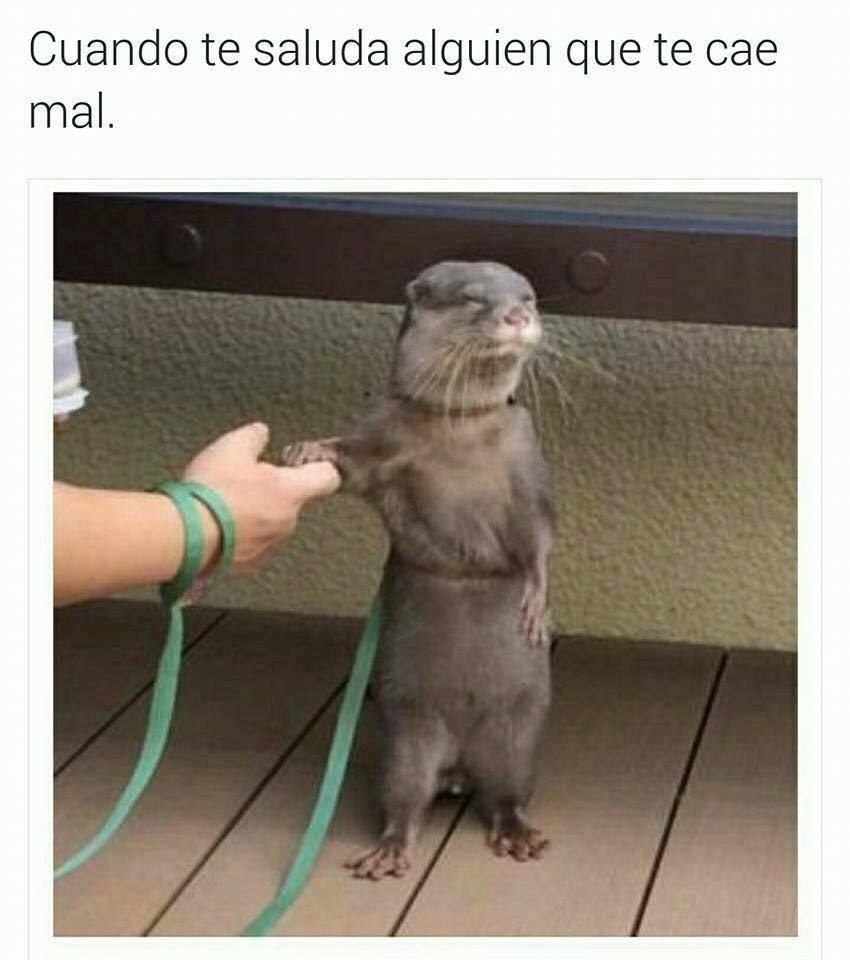 33 memes que harán sentirse bien a las personas que odian a las personas