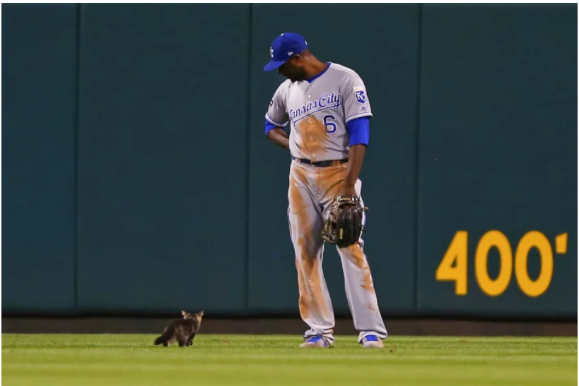 This Adorable Kitty Adorably Mauled A Guy After It Interrupted A ...