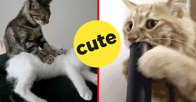 22 Cat GIFs That Are So Pure You'll Cry With Happiness