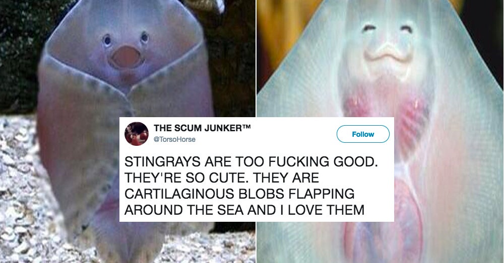 smiling stingray cute