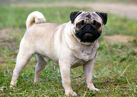 Choose Between These Seven Pairs Of Dogs And We'll Tell You What People ...