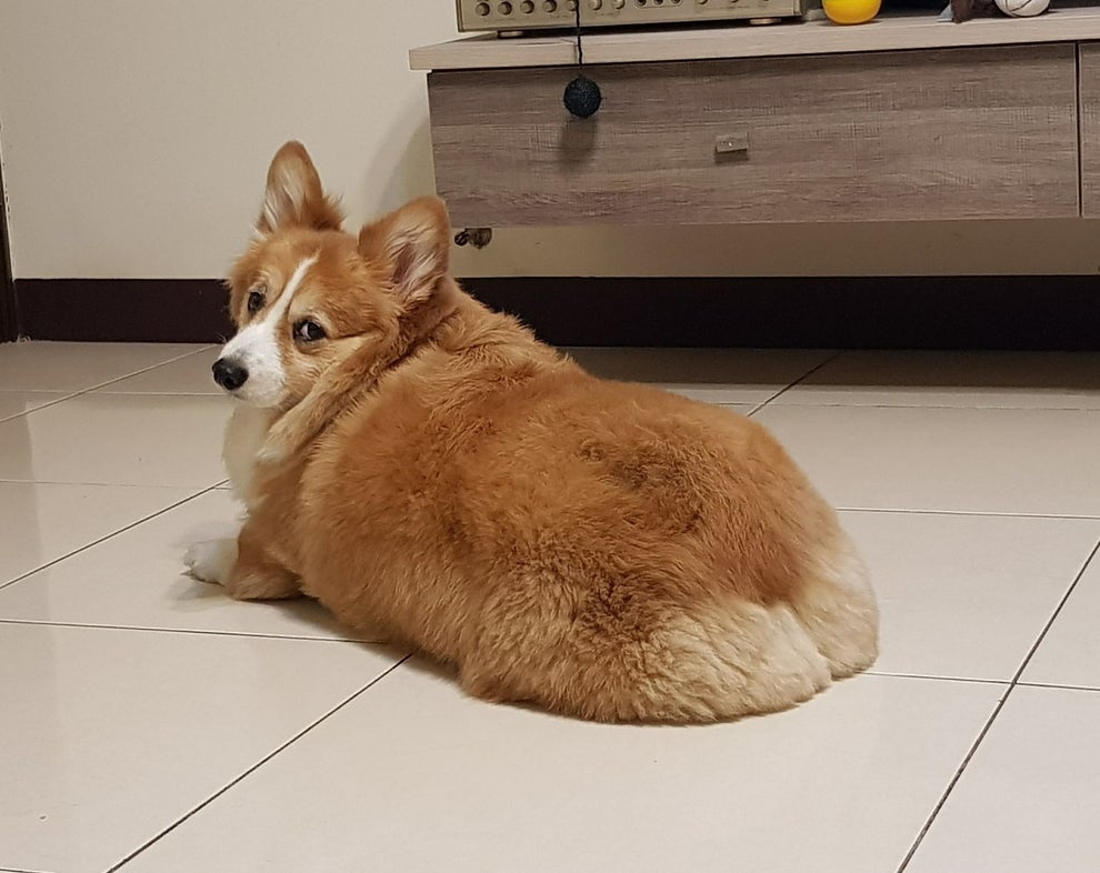 Check Out This Cute Corgi's Jiggling Butt