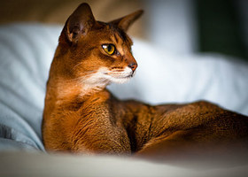 Adopt A Bunch Of Cats And We'll Guess How Lonely You Are