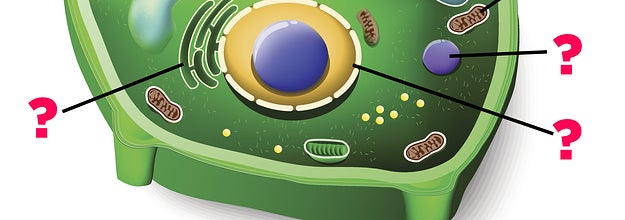 Plant Cell Without Names