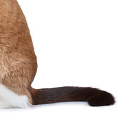 Can You Match The Cat Beginning To The Cat End?