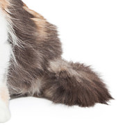 Can You Match The Cat Beginning To The Cat End?