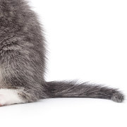 Can You Match The Cat Beginning To The Cat End?