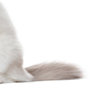 Can You Match The Cat Beginning To The Cat End?