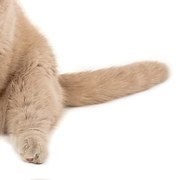 Can You Match The Cat Beginning To The Cat End?