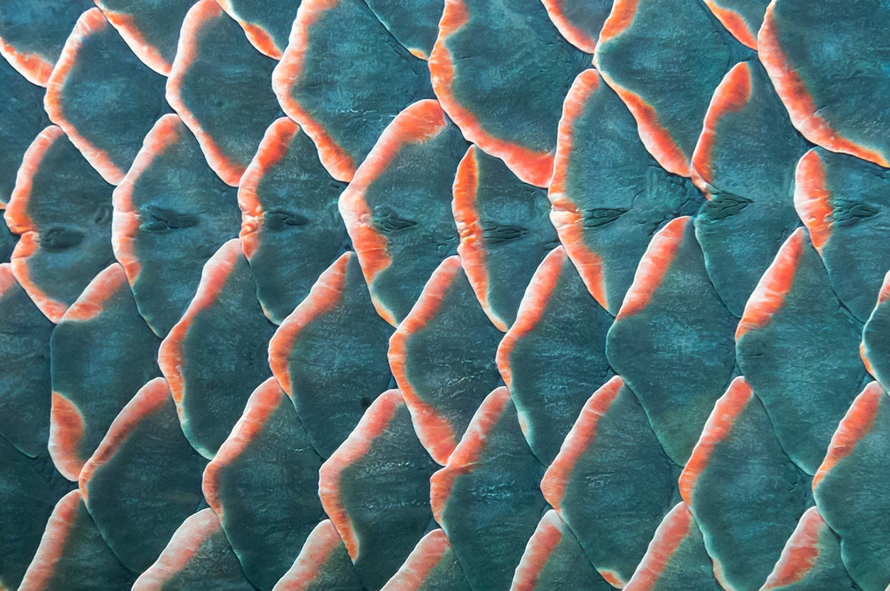 Test Your Perspective By Guessing If These 15 Things Are Close Up Or ...