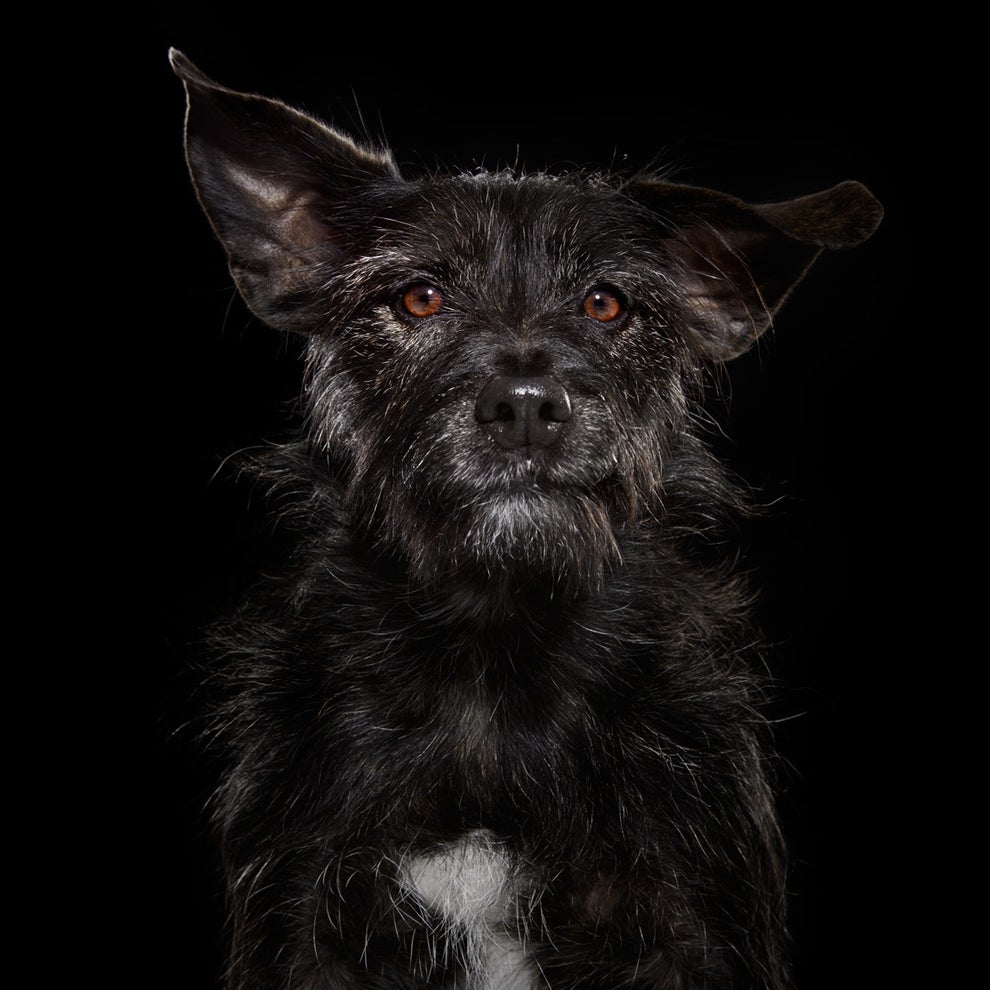 15 Dark Doggos That Will Melt Your Heart