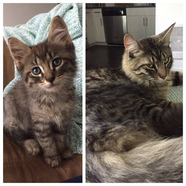 57 Before And After Photos Of Kittens That Will Melt Your Heart