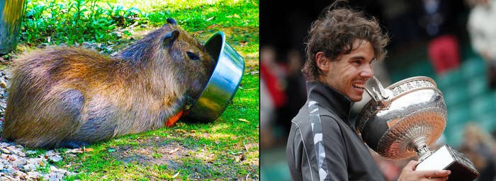 Capibaras que se parecen a Rafa Nadal: lo único que necesitas hoy