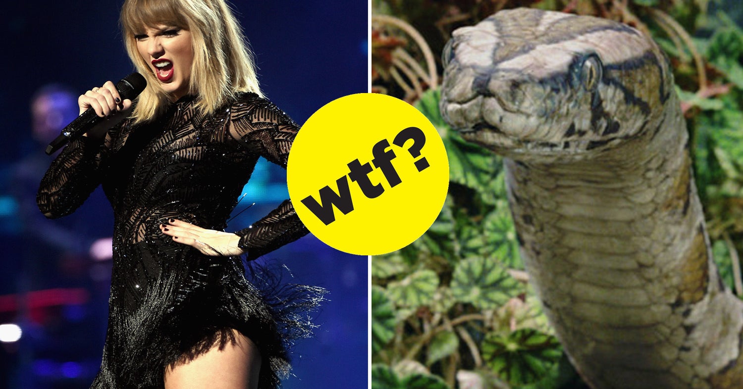 Taylor Swift's Snake Drama As Explained By Someone Who Literally Just ...