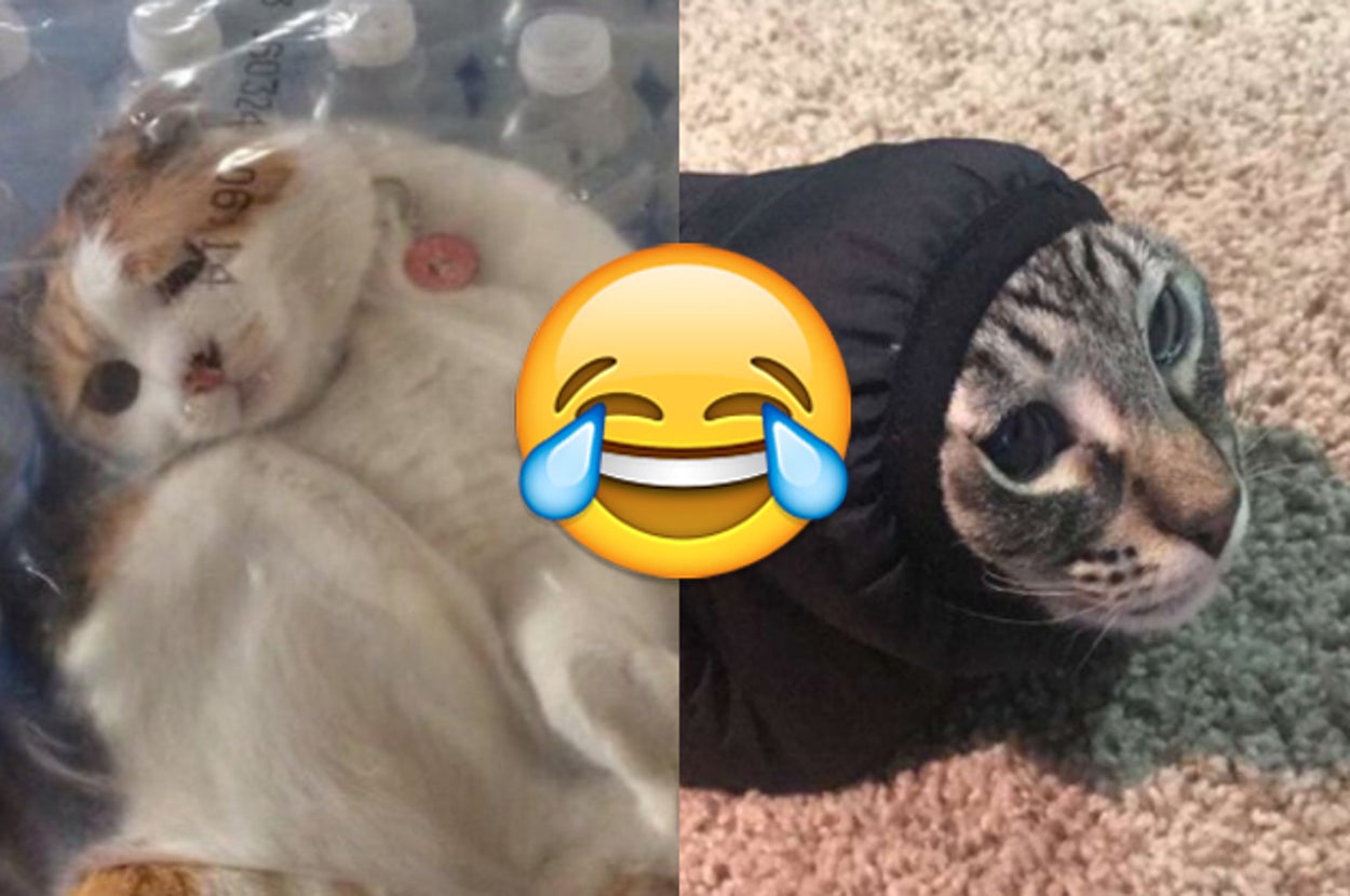 19 Cats That Made Just Hilariously Horrible Choices