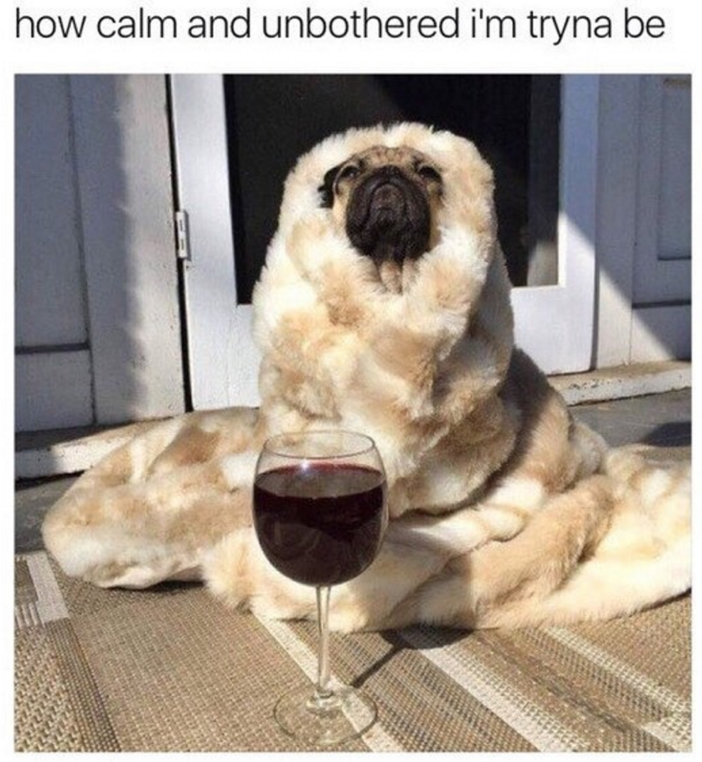17 Pugs Memes That Are Weirdly Relatable, Funny, And Downright Ridiculous