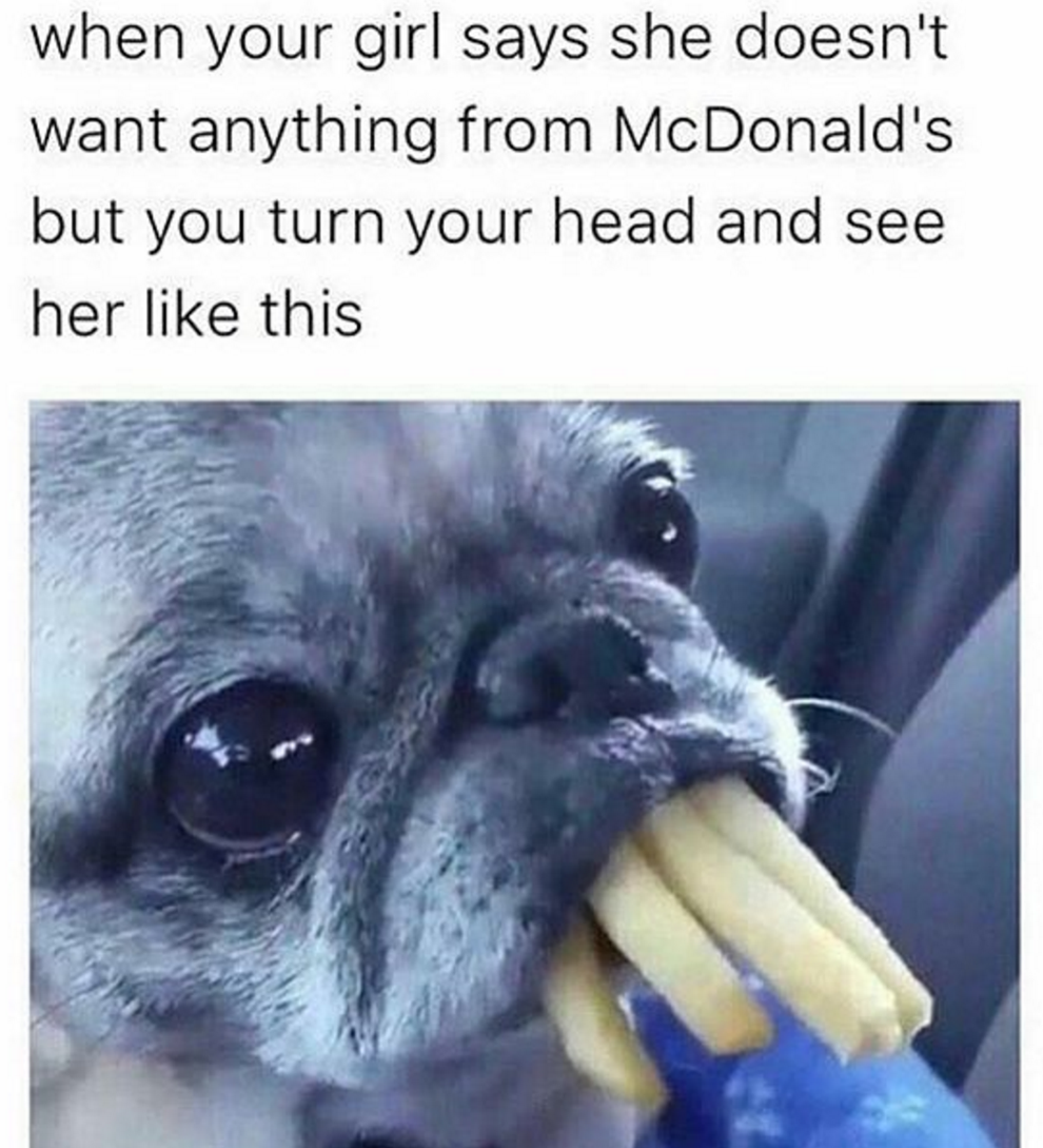 17 Pugs Memes That Are Weirdly Relatable, Funny, And Downright Ridiculous