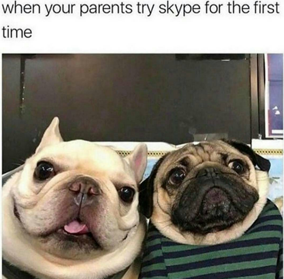 17 Pugs Memes That Are Weirdly Relatable, Funny, And Downright Ridiculous