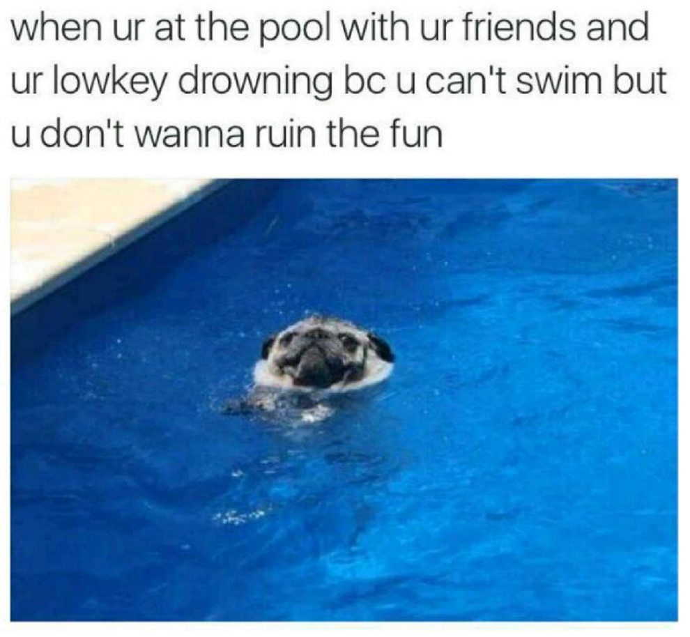 17 Pugs Memes That Are Weirdly Relatable, Funny, And Downright Ridiculous