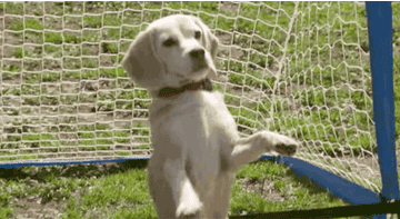 11 Cute Dogs Who Hold Some Impressive World Records