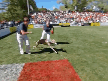 11 Cute Dogs Who Hold Some Impressive World Records