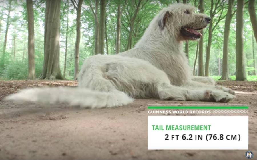 world record sheepdog