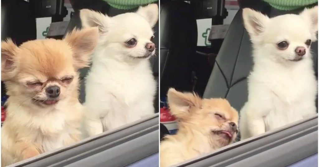 Un vídeo de un perrito pequeñito cayéndose se ha convertido en un meme ...