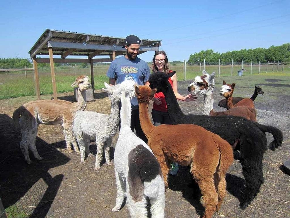 This Farm Lets You Dance With Alpacas And Honestly What Could Be Better